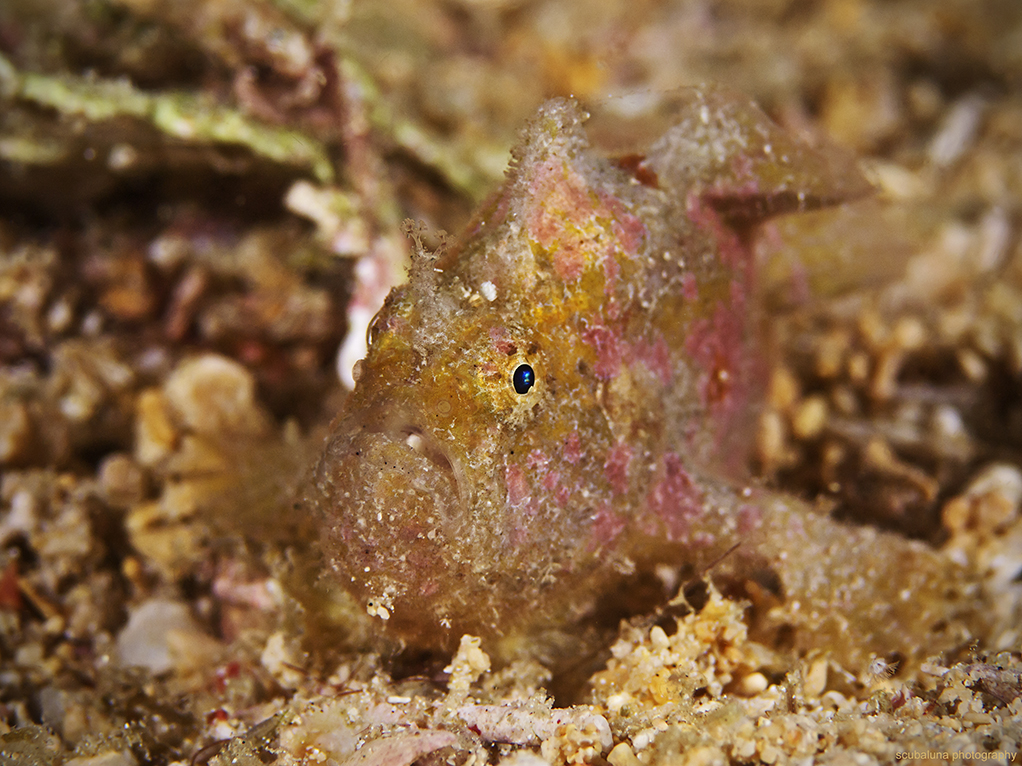 Anglerfisch Foto & Bild | sand, natur, 100mm Bilder auf fotocommunity