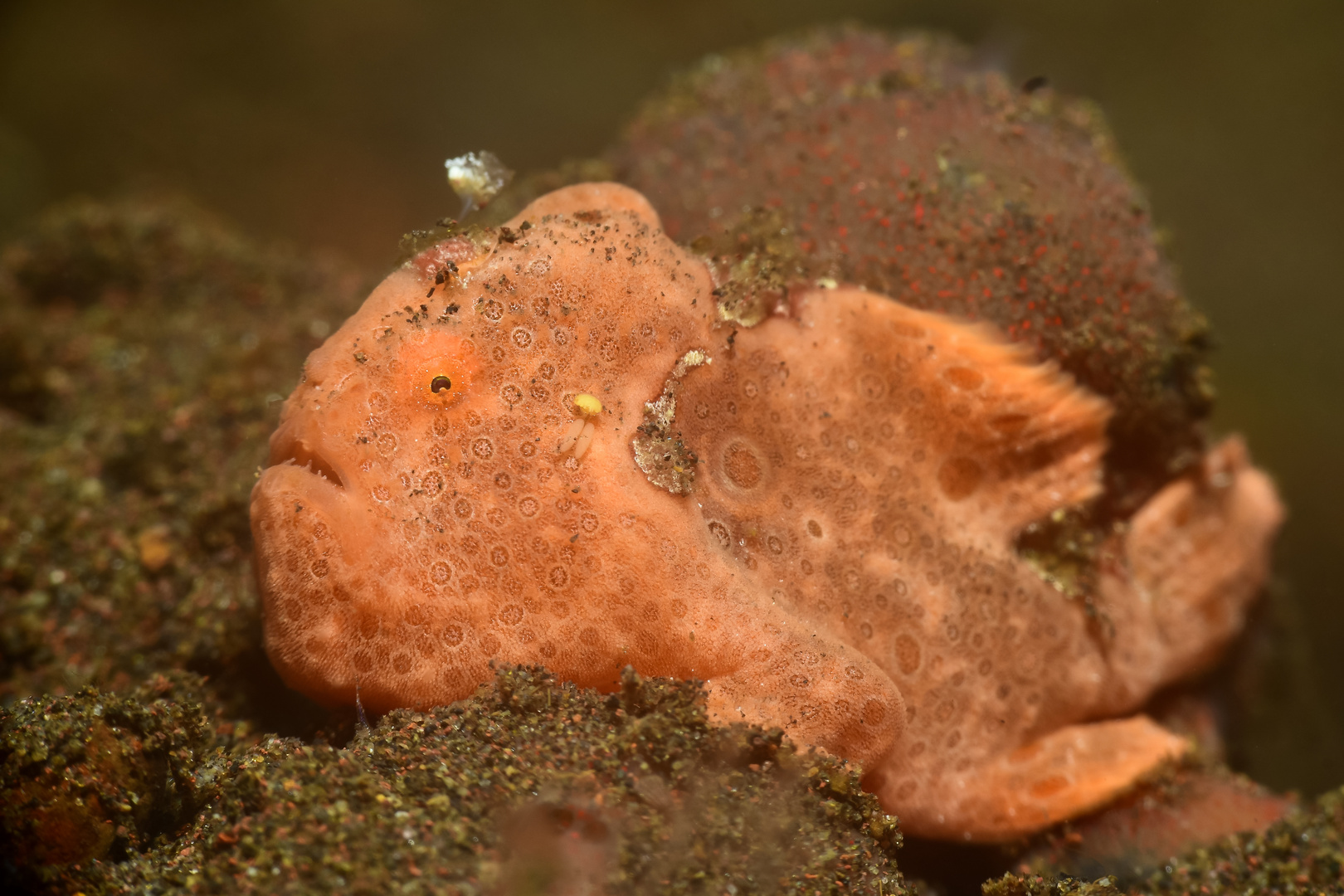 Anglerfisch Foto & Bild | asia, indonesia, unterwasser Bilder auf ...