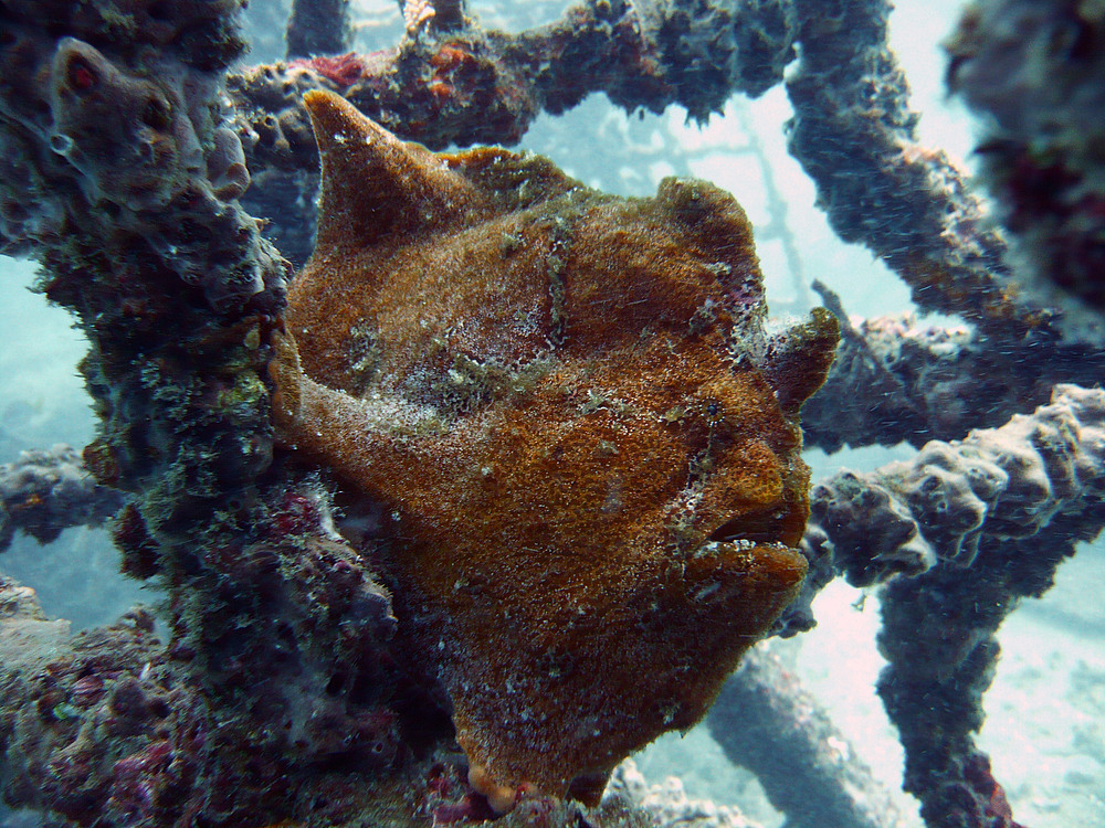 Anglerfisch Foto & Bild | unterwasser, uw-salzwasser, natur-kreativ ...