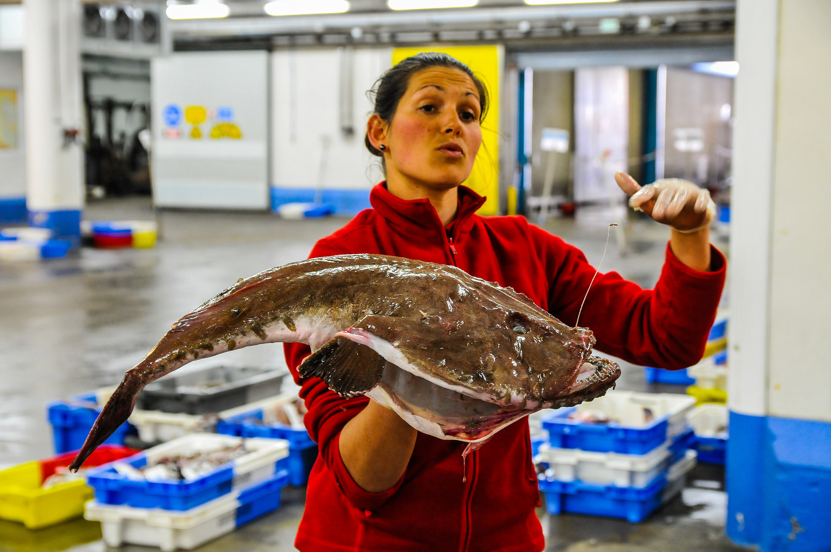 Anglerfisch Foto & Bild | reportage dokumentation, europe, france ...