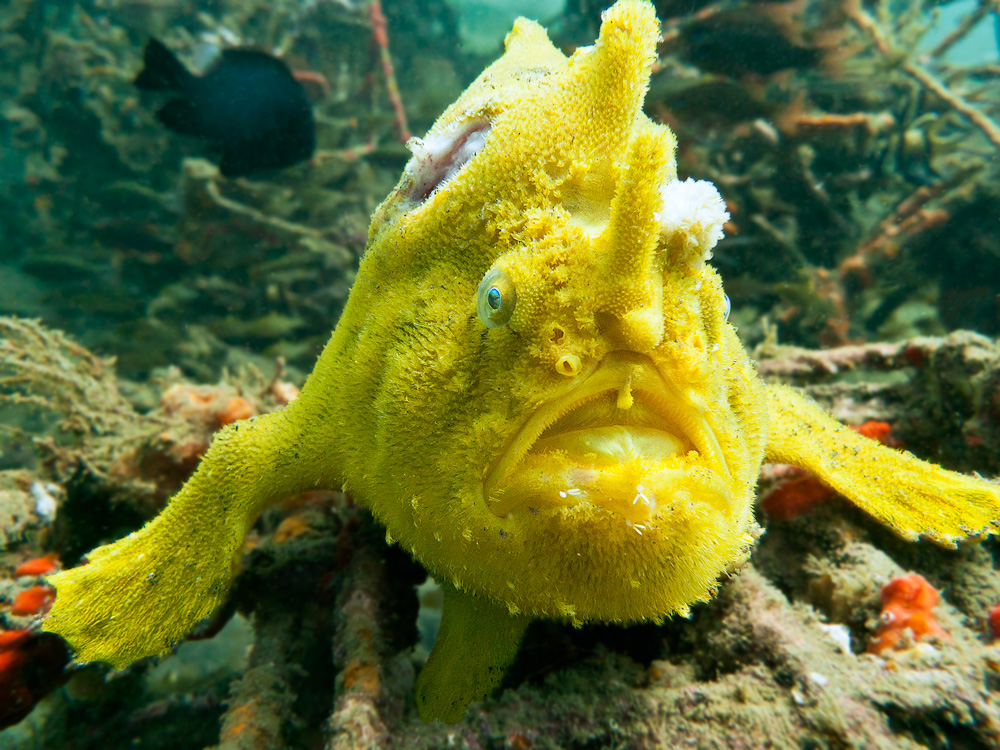 Anglerfisch Foto & Bild | tiere, wildlife, fische Bilder auf fotocommunity