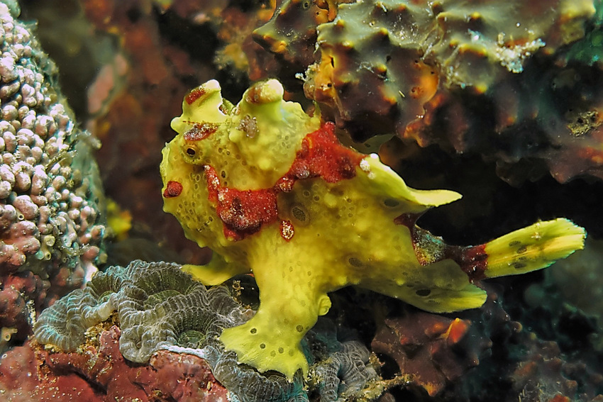 Anglerfisch in gelb Foto & Bild | unterwasser, uw-salzwasser, natur ...