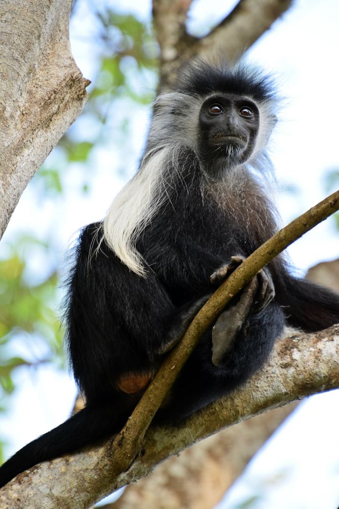 Angolar Stummelaffe | Thomas Bersch