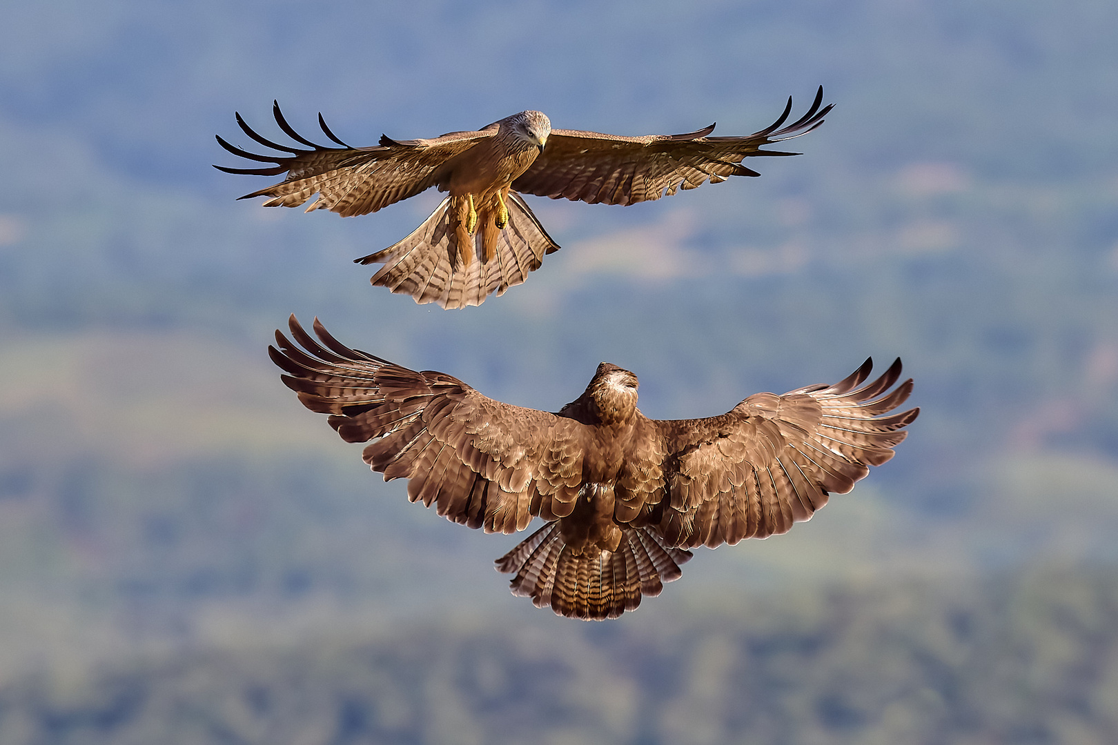 Angriff Foto & Bild | nature, natur, vogel Bilder auf fotocommunity