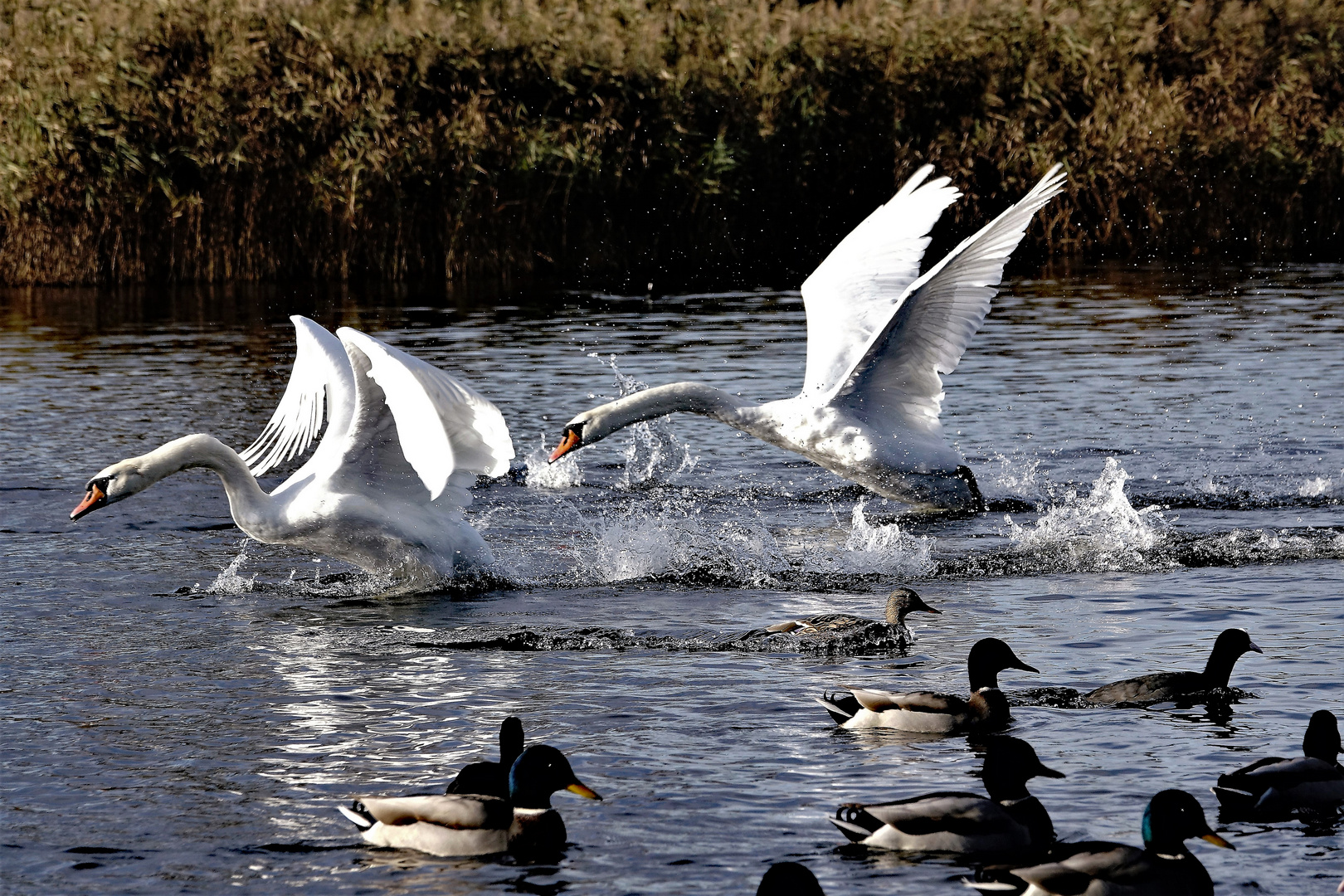 Angriff Foto & Bild | tiere, wildlife, wild lebende vögel Bilder auf ...