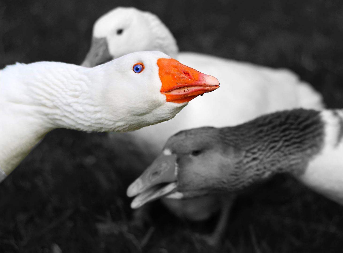 angry goose! Foto & Bild | tiere, tierdetails, natur Bilder auf ...