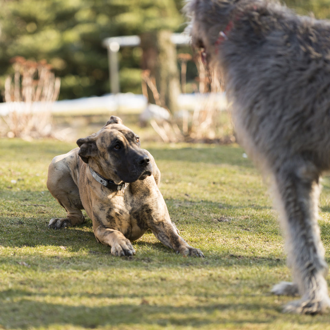 Angst? Foto & Bild | tiere, haustiere, hunde Bilder auf fotocommunity