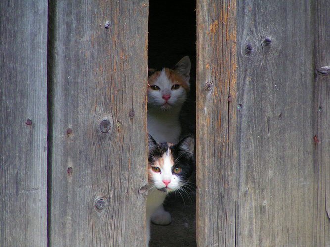 Angst und Neugier Foto & Bild | tiere, haustiere, katzen Bilder auf ...