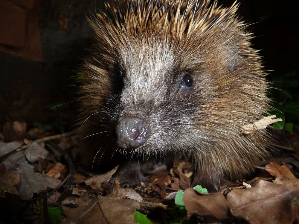 Angst war GESTERN Foto & Bild | tiere, natur Bilder auf fotocommunity