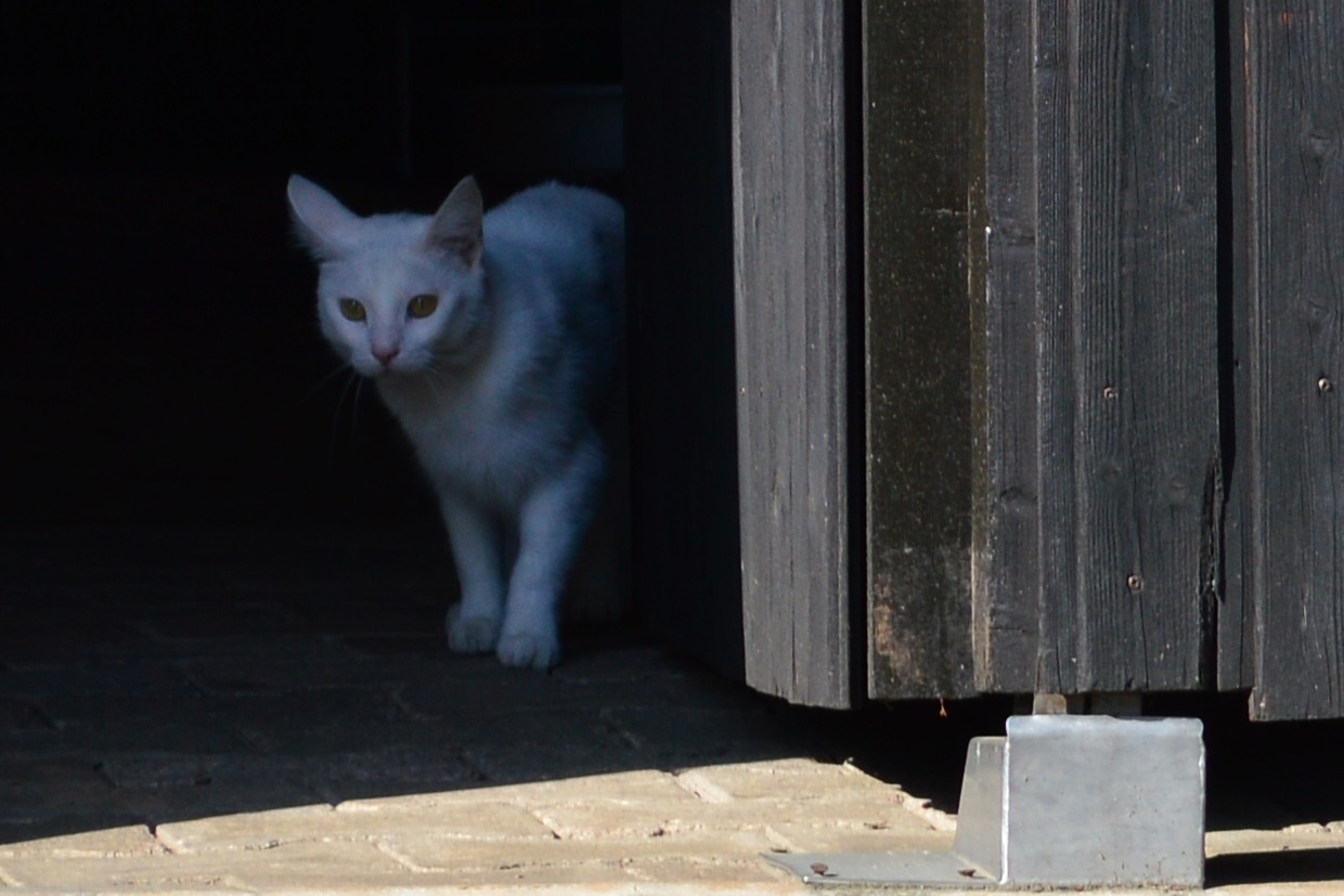 Angsthase Foto & Bild | monatswettbewerbe spezial, 08 august ...