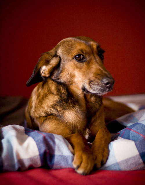 Angsthase Foto & Bild | tiere, haustiere, hunde Bilder auf fotocommunity