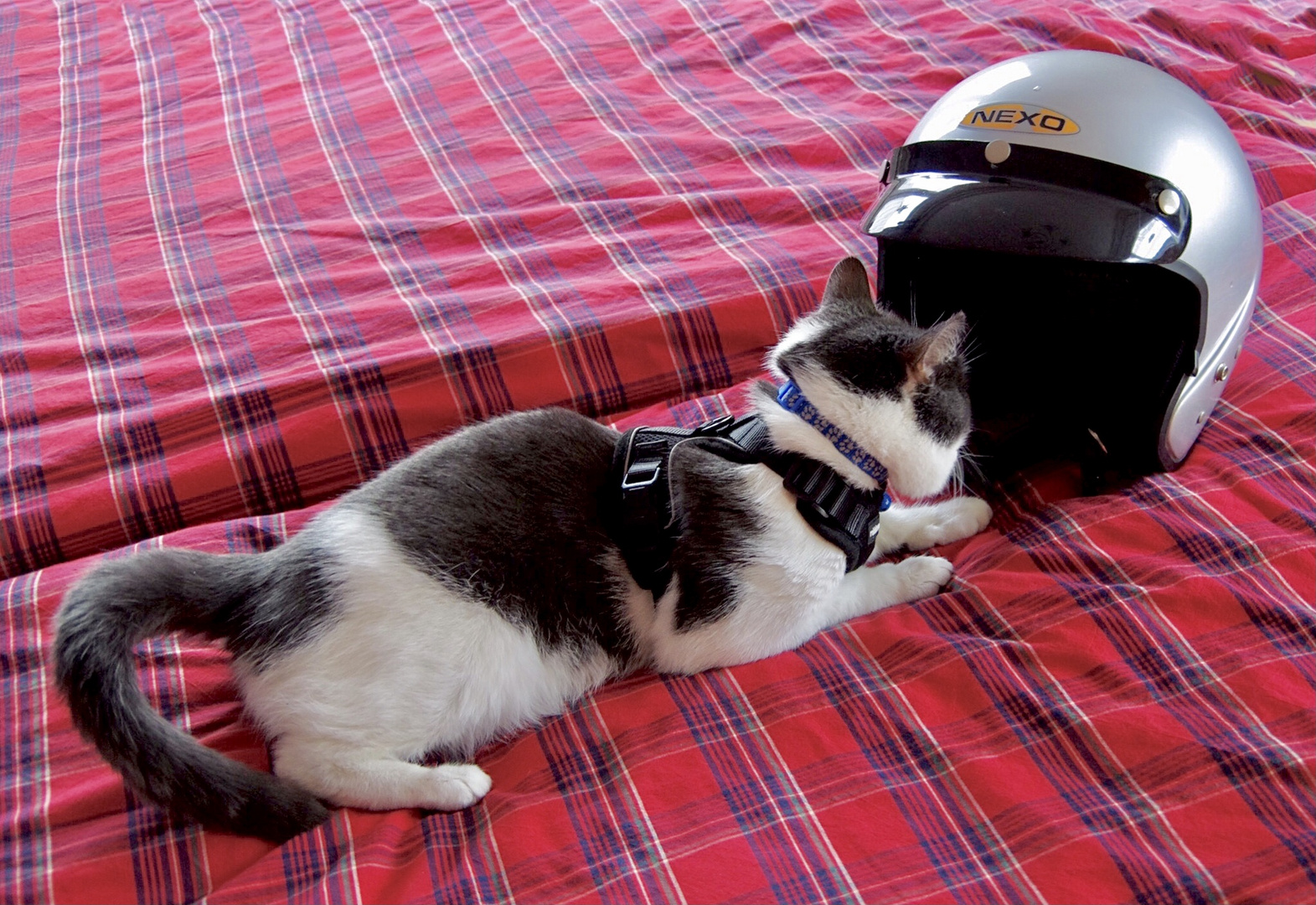 Angsthase Foto & Bild | spezial, natur, katzen Bilder auf fotocommunity