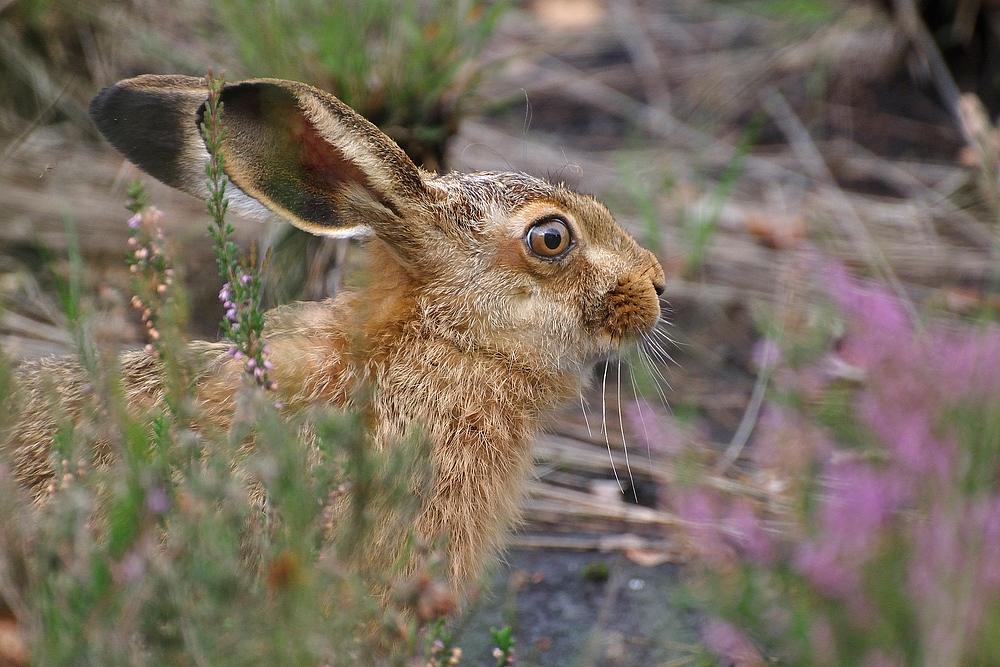 Angsthase ? Foto & Bild | hase, natur, tiere Bilder auf fotocommunity