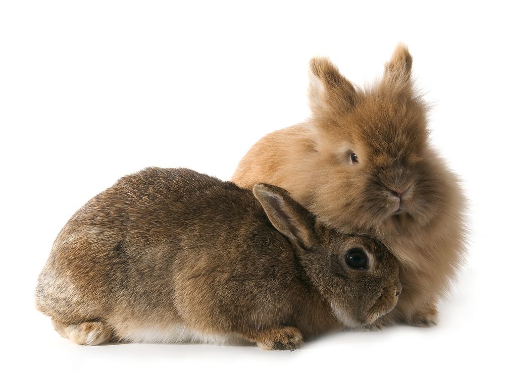 Angsthase Foto & Bild | tiere, haustiere, nagetiere & kaninchen Bilder ...