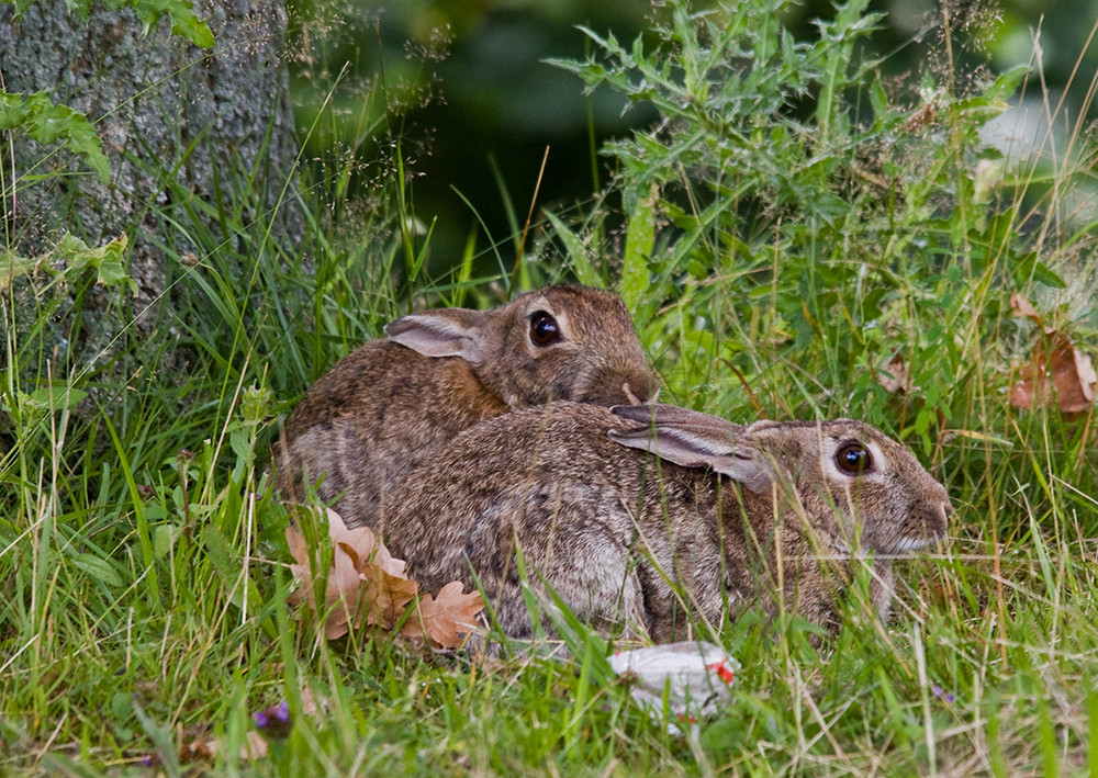 Angsthasen? Foto & Bild | tiere, tierkinder, natur Bilder auf fotocommunity