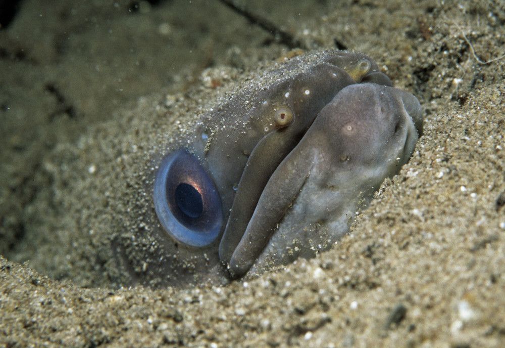 Anguilla Anguilla - Flußaal - Bild & Foto von Aqua Frießl aus ...