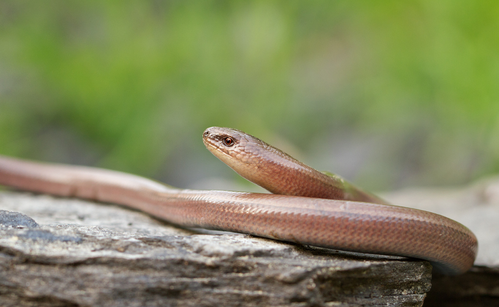 -Anguis fragilis- Foto & Bild | tiere, wildlife, amphibien & reptilien ...