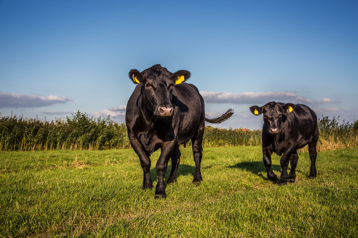 Angus Foto & Bild | natur, kuh, weide Bilder auf fotocommunity