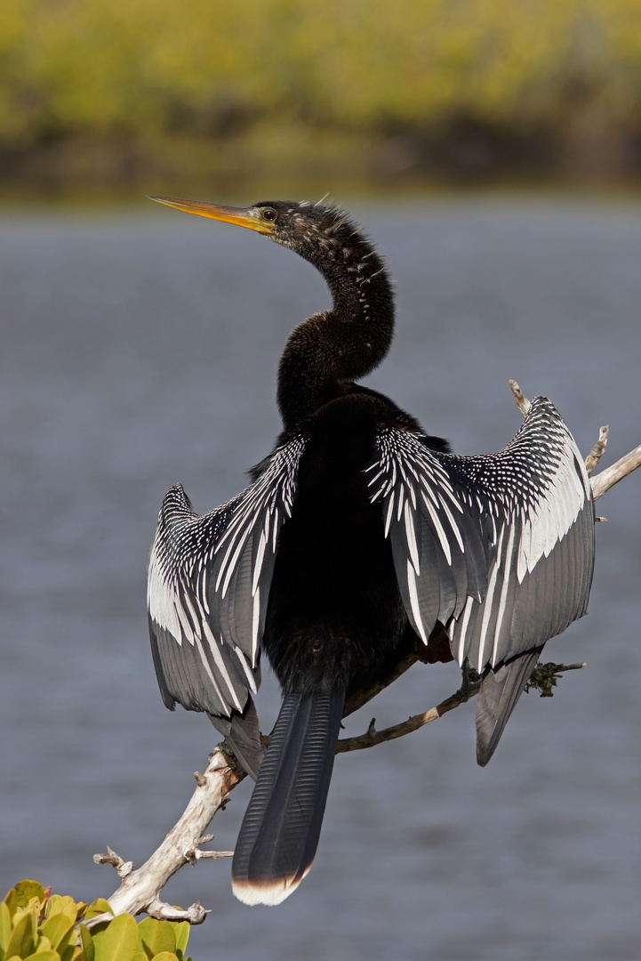 Anhinga Foto & Bild | tiere, wildlife, wild lebende vögel Bilder auf ...