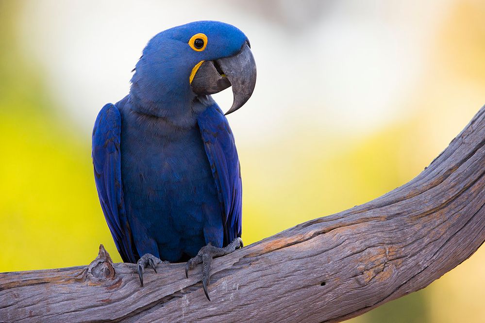 Animal Portraits, Hyazinth-Ara Foto & Bild | tiere, wildlife, natur ...