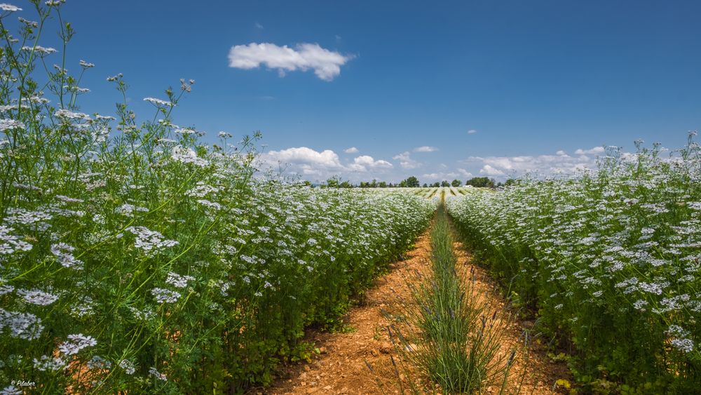 Anis Foto & Bild | europe, france, provence-alpes-côte d'azur Bilder ...
