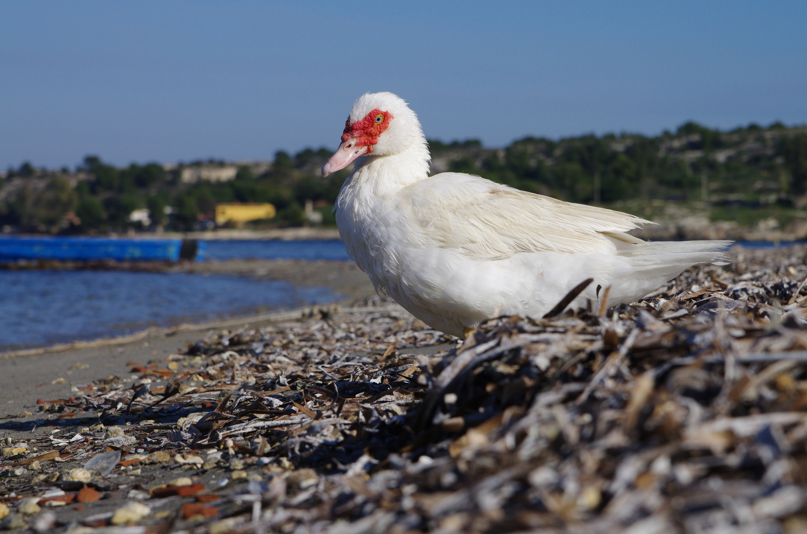 Anitra W.C. (White Color- Ahahahahah!) Foto % Immagini| animali ...