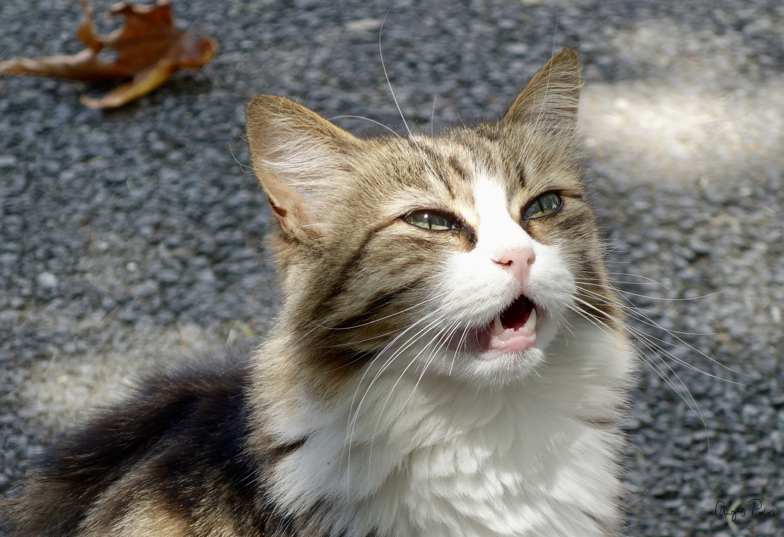 Ankara–Katze? Foto & Bild | natur, portrait, katzen Bilder auf fotocommunity