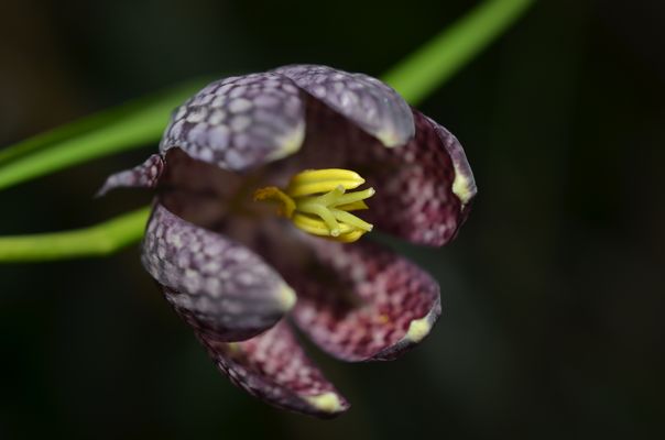 ha2o - Fotos & Bilder - Fotograf aus Berlin | fotocommunity