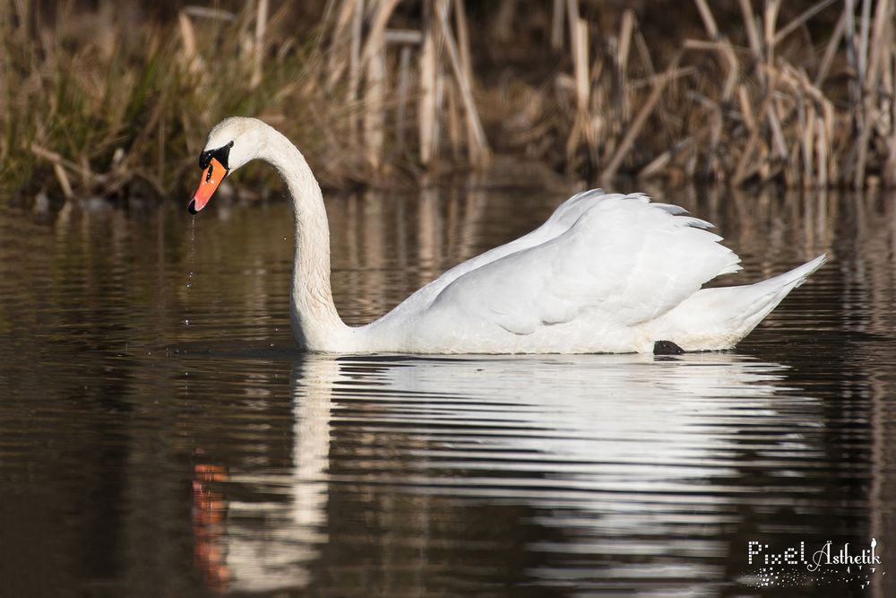 Anmutig - auch beim Sabbern Foto & Bild | tiere, wildlife, wild lebende ...