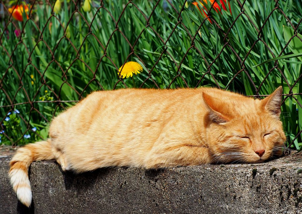Anna ganz entspannt Foto & Bild | tiere, haustiere, katzen Bilder auf ...