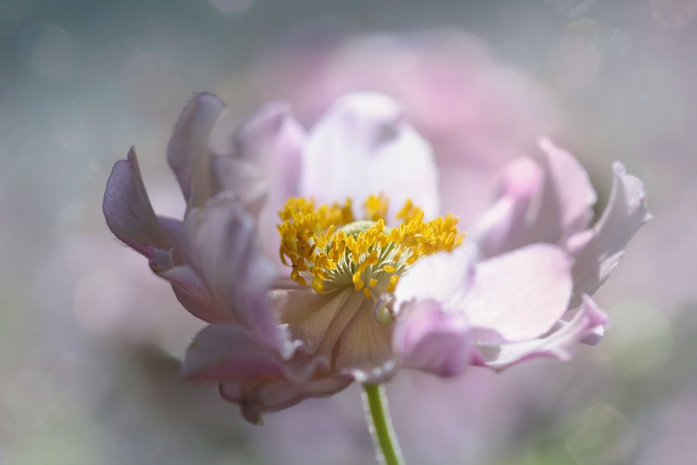 Annemone Foto & Bild | natur, blüte, annemone Bilder auf fotocommunity