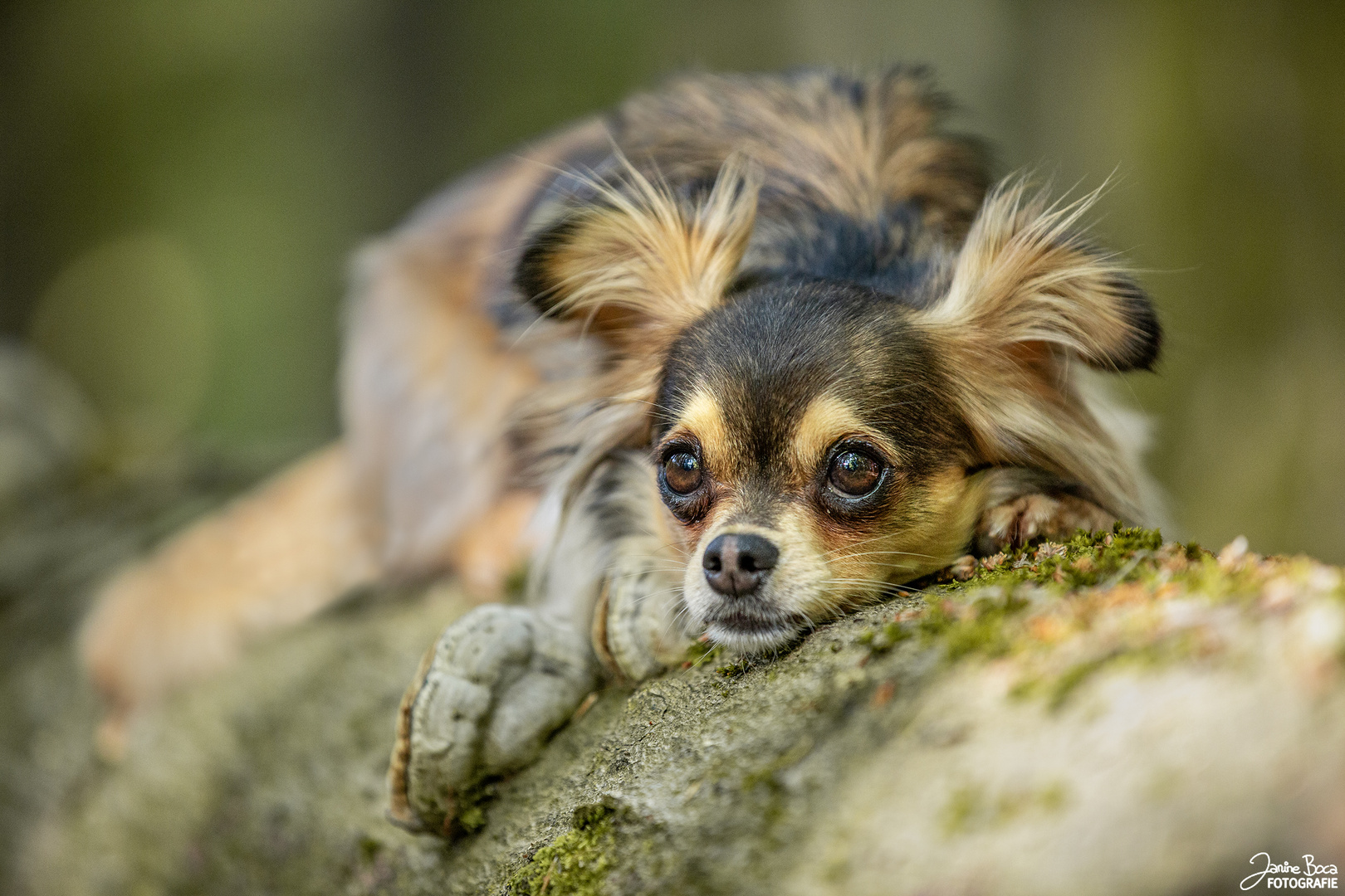 Anoki Foto & Bild | tiere, haustiere, hunde Bilder auf fotocommunity