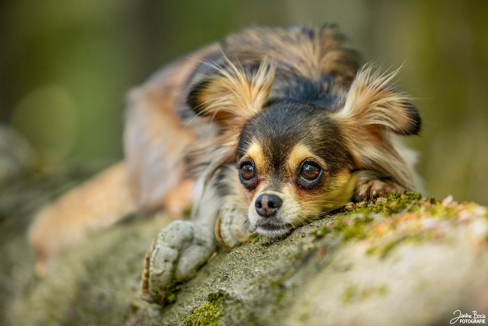 Anoki Foto & Bild | tiere, haustiere, hunde Bilder auf fotocommunity