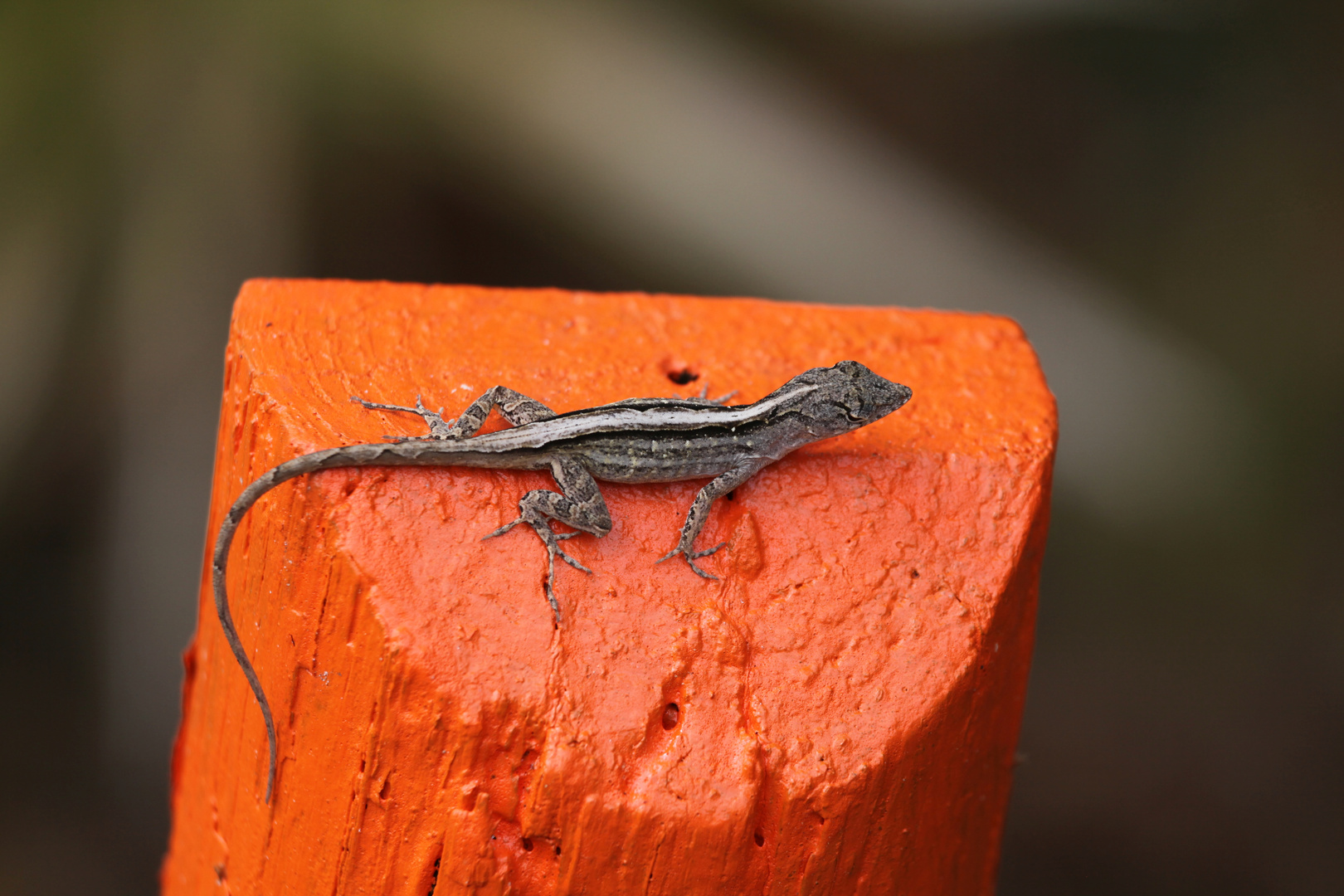 Anoli Foto & Bild | north america, united states, florida Bilder auf ...