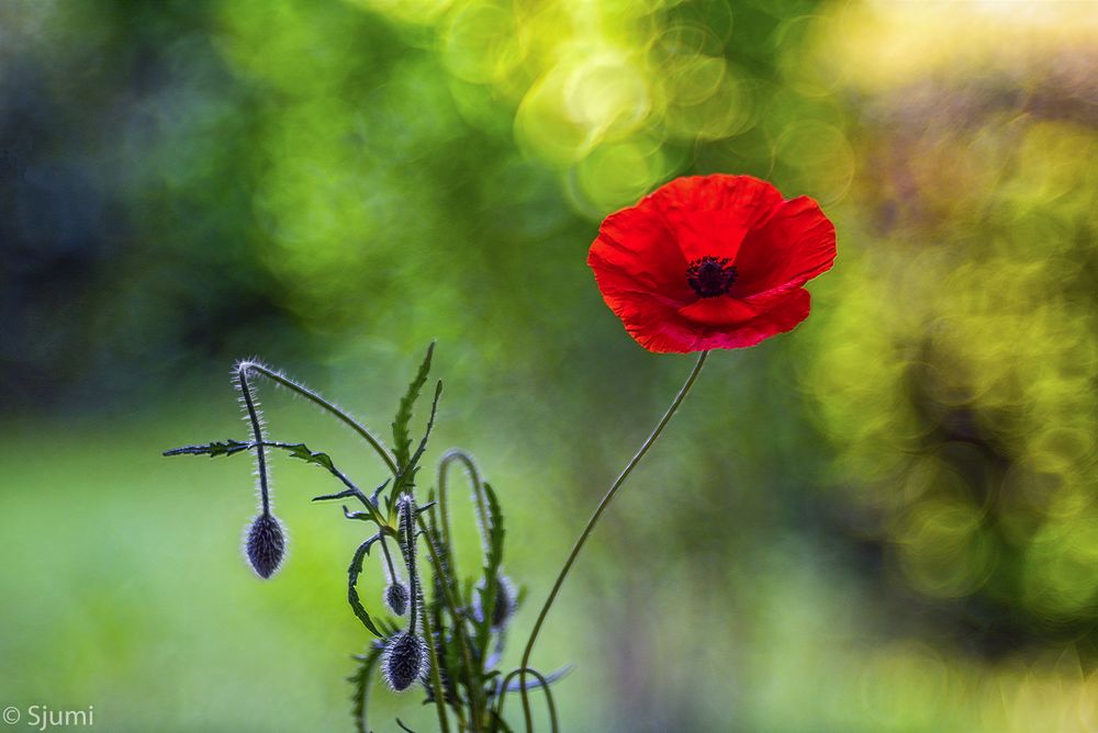 Another poppy... Foto & Bild | pflanzen, pilze & flechten, blüten ...