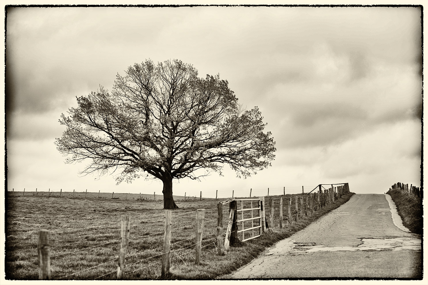 another tree Foto & Bild | natur Bilder auf fotocommunity