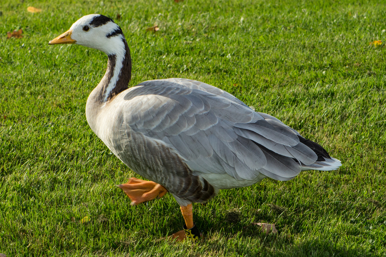 Anser indicus Foto & Bild | fotos, nature, world Bilder auf fotocommunity