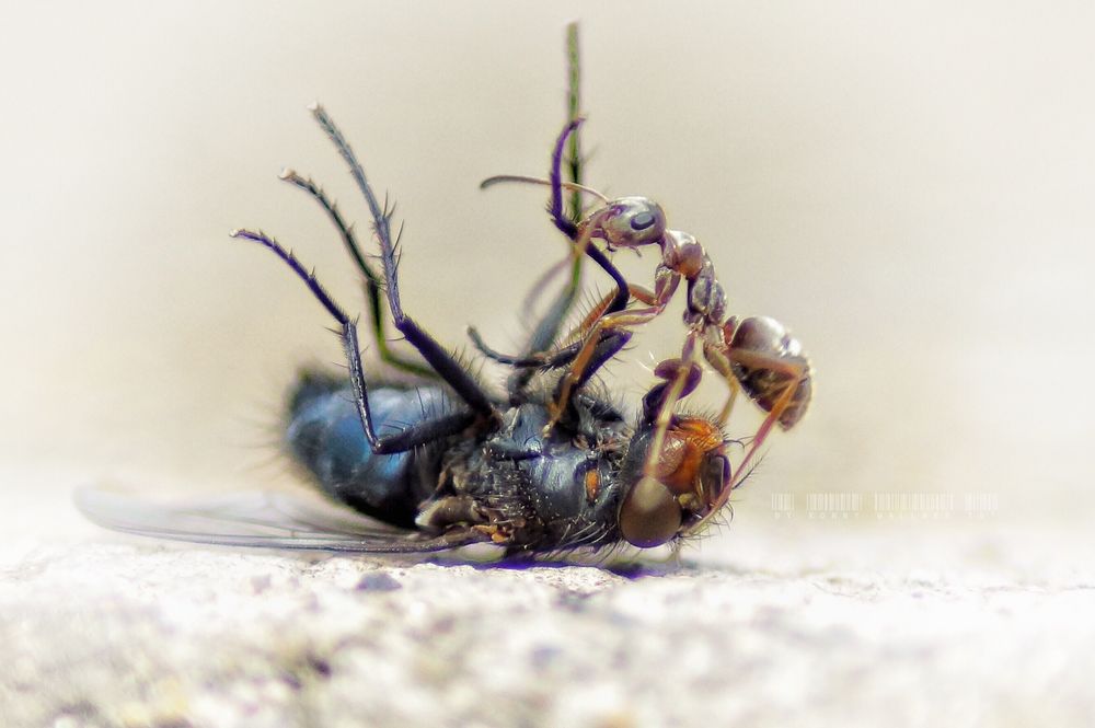 Ant Attack Foto & Bild | macro, fliegen, insekten Bilder auf fotocommunity