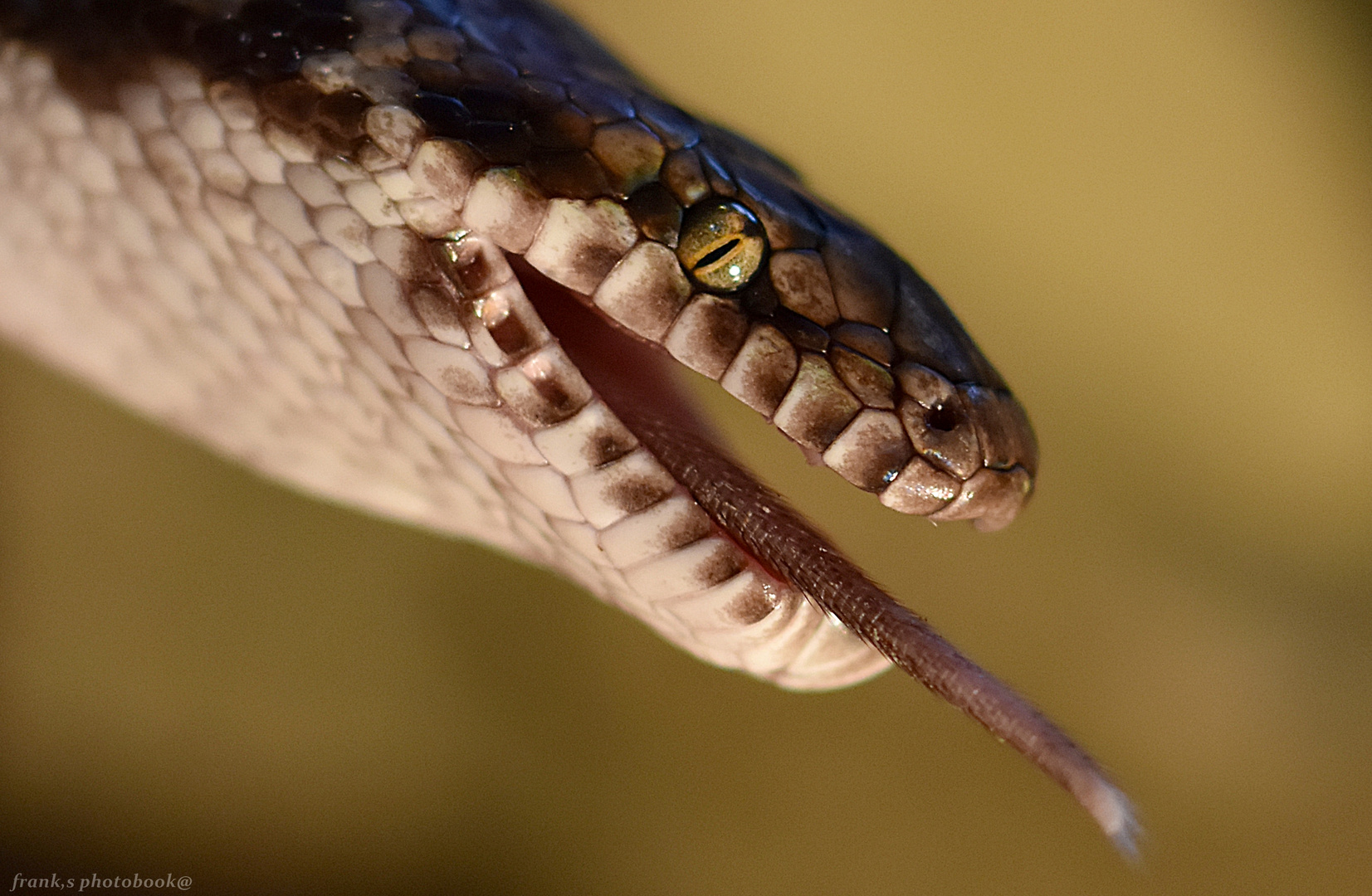 Antaresia .. Perth - Zwergpython Foto & Bild | fotos, makro, tiere ...