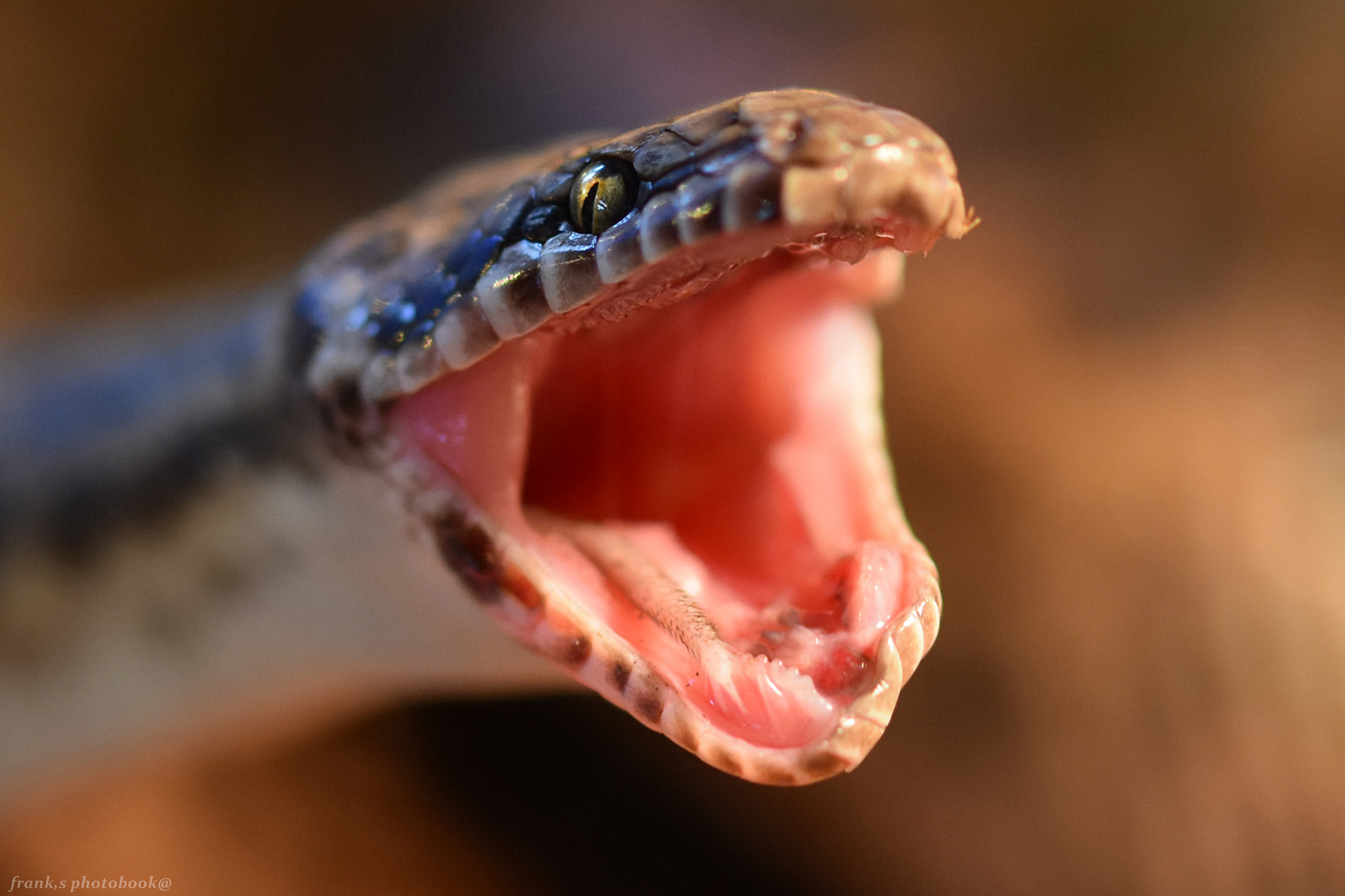 Antaresia .. Perth - Zwergpython Foto & Bild | fotos, tiere, schlangen ...