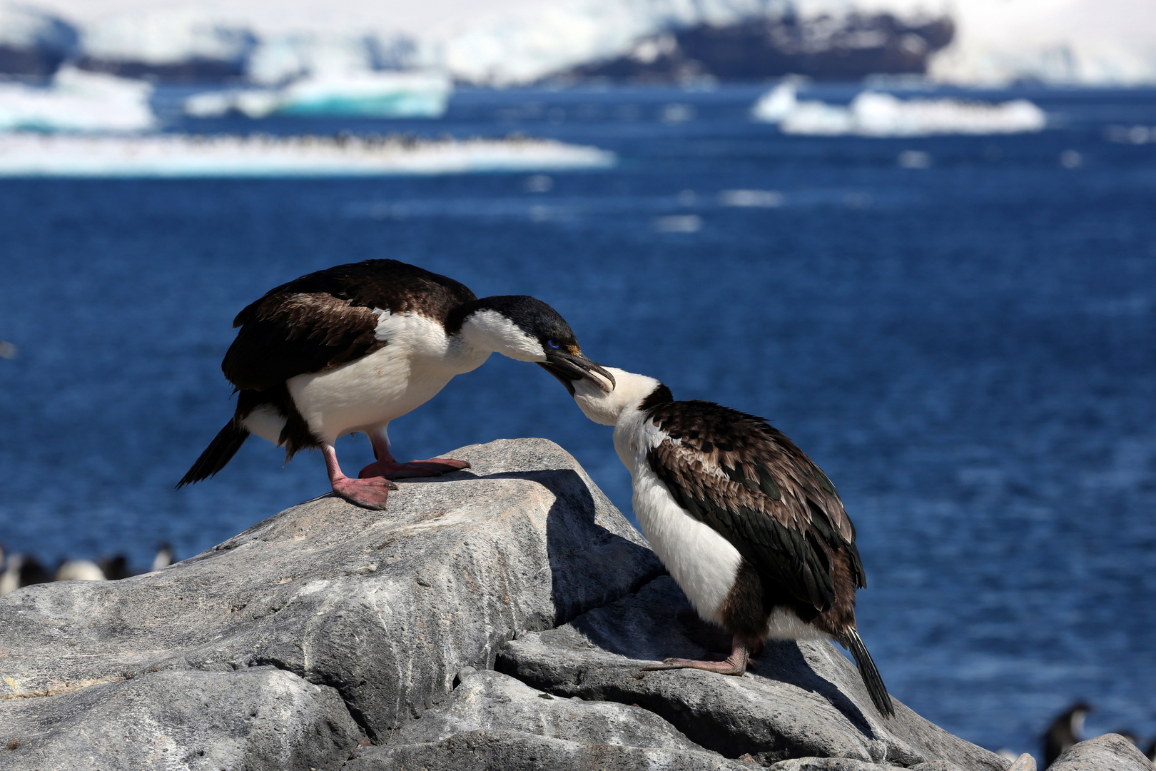 Antarktische Kormorane... Foto & Bild | nature, kalt, eis Bilder auf ...