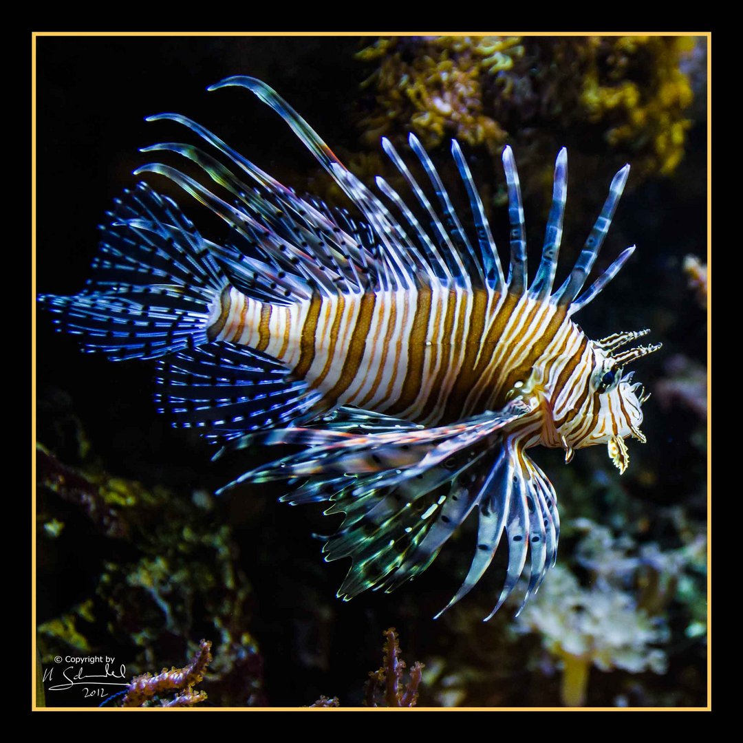 Antennen-Feuerfisch (Pterois antennata) Foto & Bild | tiere, zoo ...