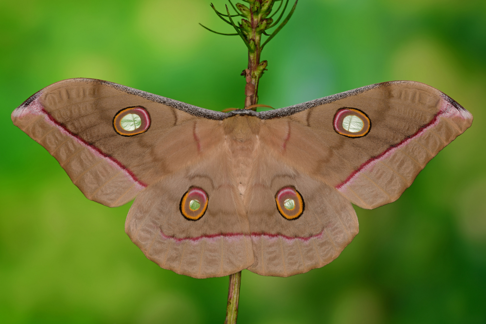 Antheraea Jana #2 Foto & Bild | tiere, wildlife, schmetterlinge Bilder ...
