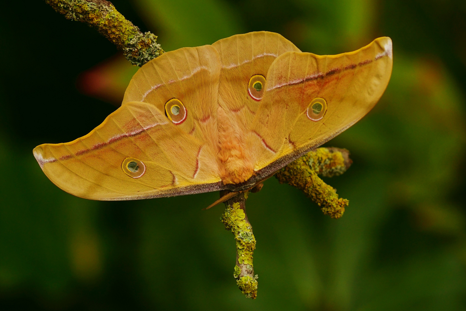 Antheraea Pernyi 1.... Foto & Bild | tiere, wildlife, schmetterlinge ...