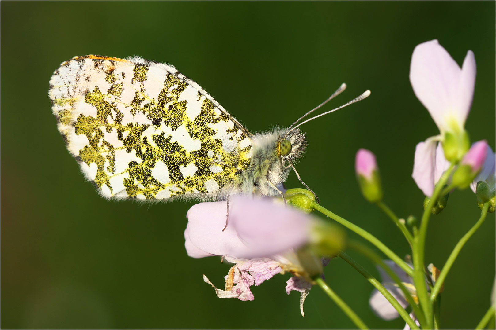 Anthocharis cardamines Foto & Bild | outdoor, makro, natur Bilder auf ...