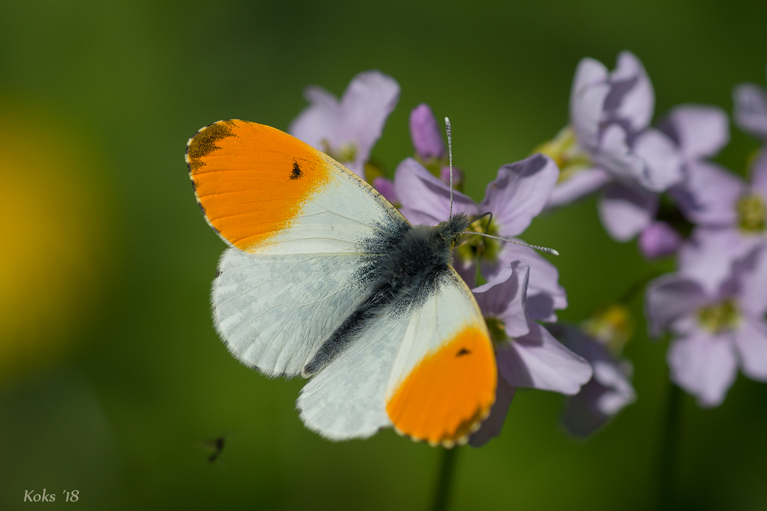 Anthocharis cardamines Foto & Bild | tiere, wildlife, schmetterlinge ...