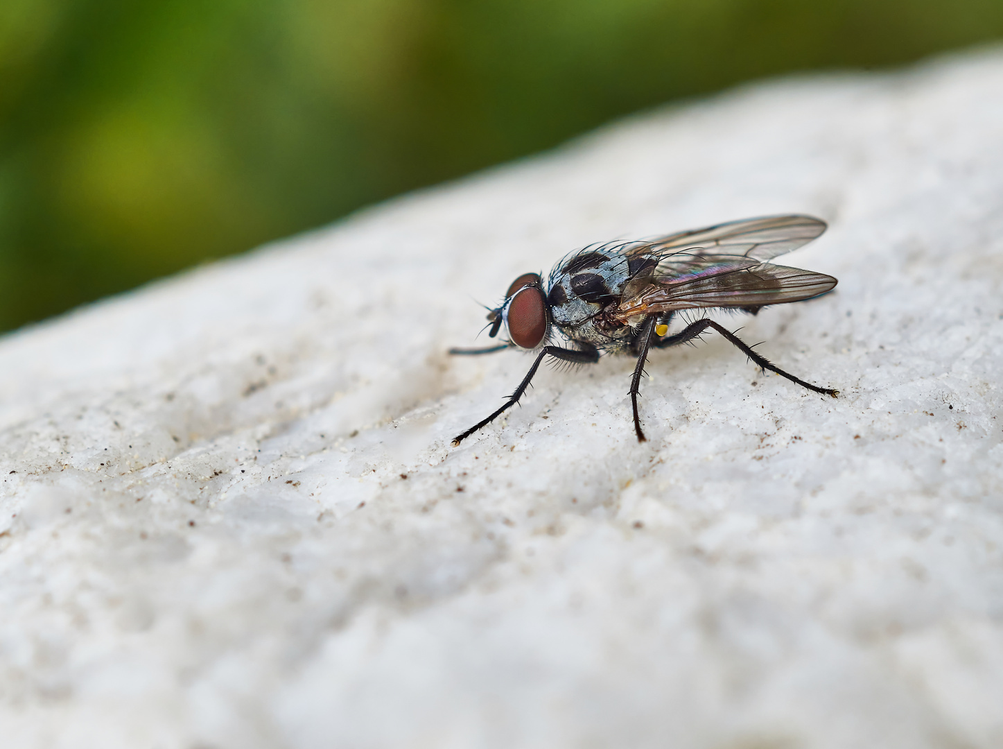 Anthomyia cf. procellaris Foto & Bild | natur, fliegen, insekten Bilder ...