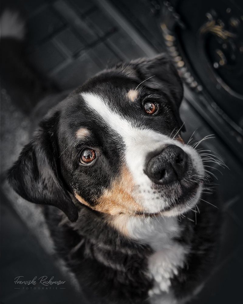 Anton Foto & Bild | tiere, haustiere, hunde Bilder auf fotocommunity