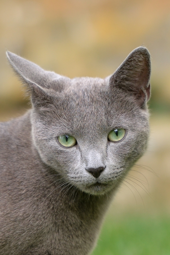 *Anton* Foto & Bild | tiere, haustiere, katzen Bilder auf fotocommunity