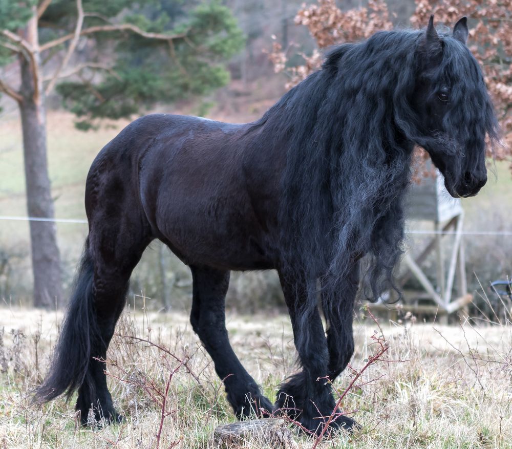 Anton der Friese Foto & Bild | natur, pferde, workshop Bilder auf ...